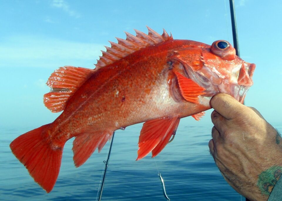5 Best Places to Catch Redfish in Texas - liars liars liars