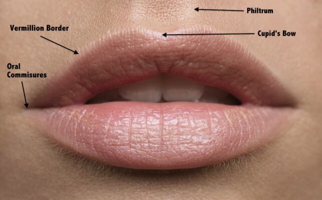 5 Surprising Facts About Lips - liars liars liars